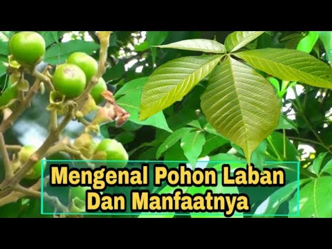 Pohon Laban - YouTube