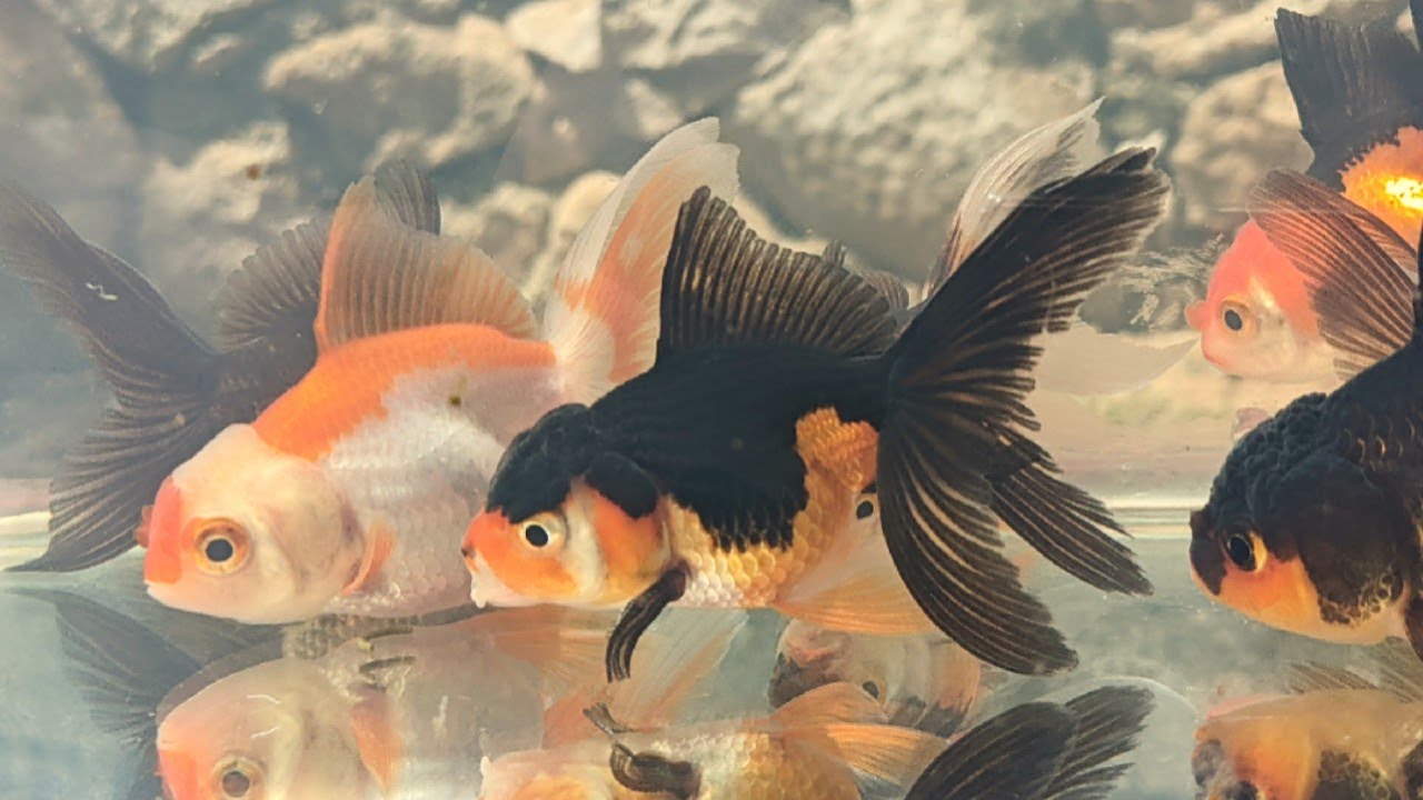 Fancy Goldfish Update #fish #goldfish #breeding #farming #kerala # ...