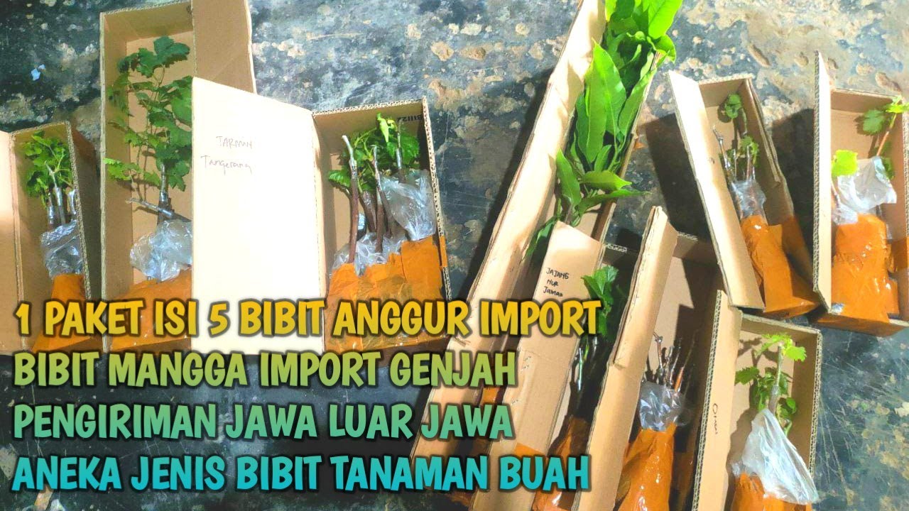 pengiriman anggur import dan mangga import - YouTube