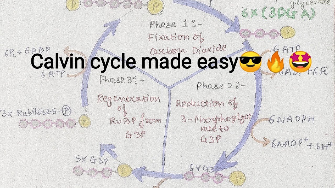 Dark reaction / Calvin cycle / C3 cycle || made easy😎🔥🤩 - YouTube
