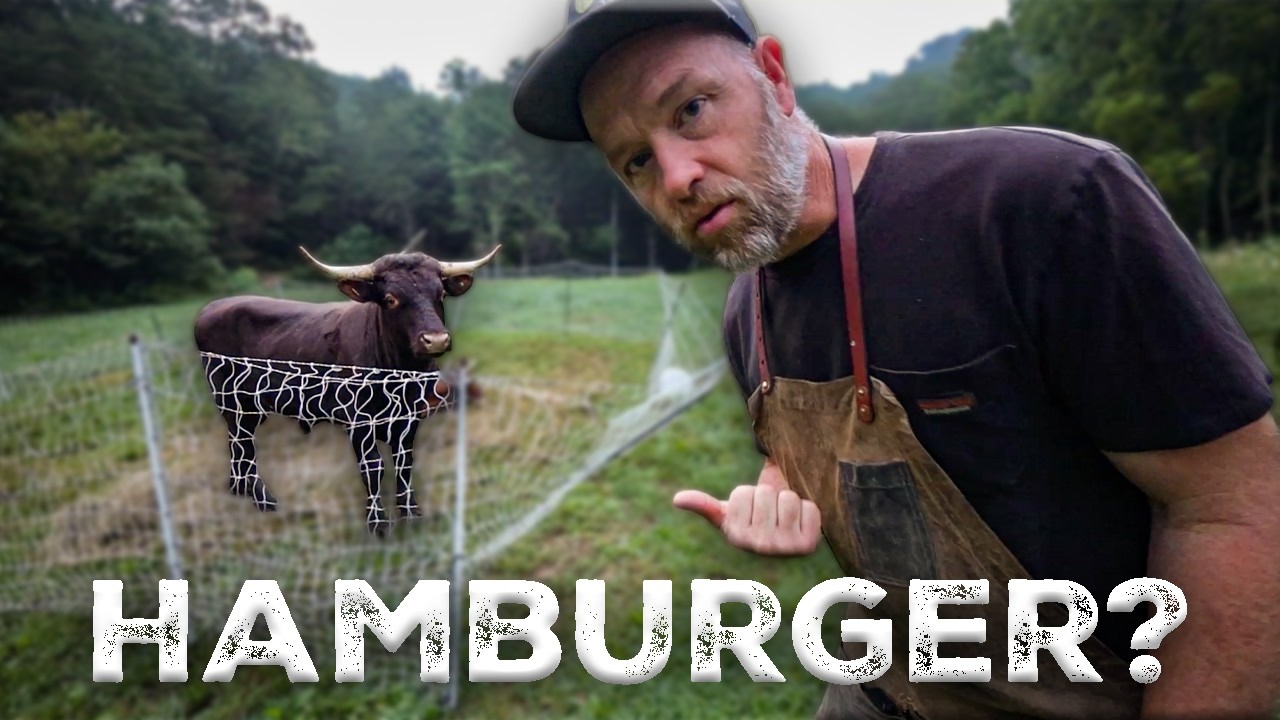 Dealing with Our Ornery Bull “Teenager” - YouTube