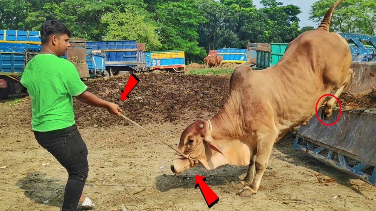 Cow Unloading At Very Popular Village Cattle Market | Cow Unloading ...