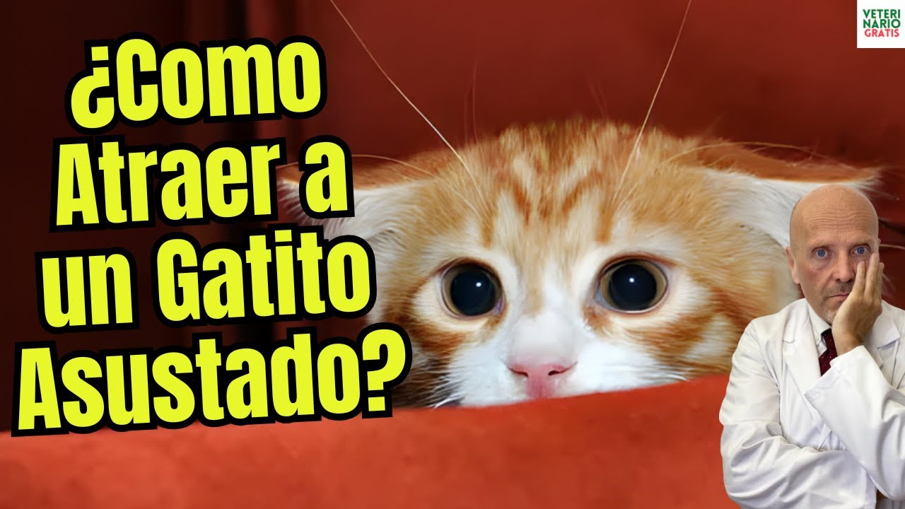 🐱😰 ¿COMO ATRAER A UN GATO ASUSTADO? SIN que huya (7 pasos veterinarios ...