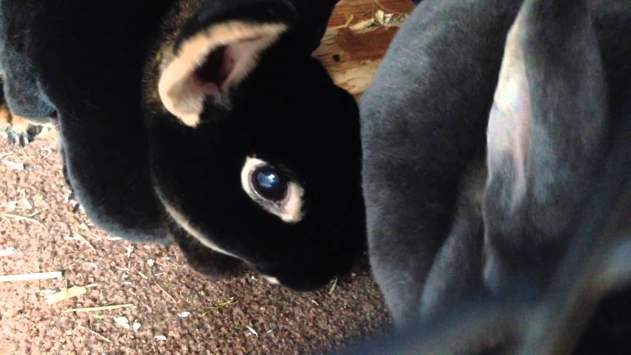 Bunny Cam on close-up - YouTube