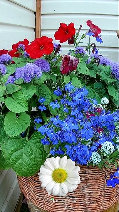 Цветочные композиции в кашпо. Петуния, Агератум, Лобелия, Алиссум.🌺🌼🏵 ...