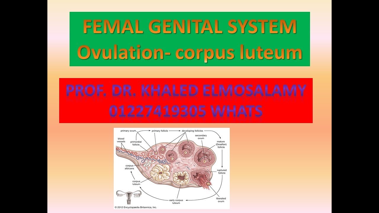 Ovulation- corpus luteum- histology=Femal reproductive system - YouTube