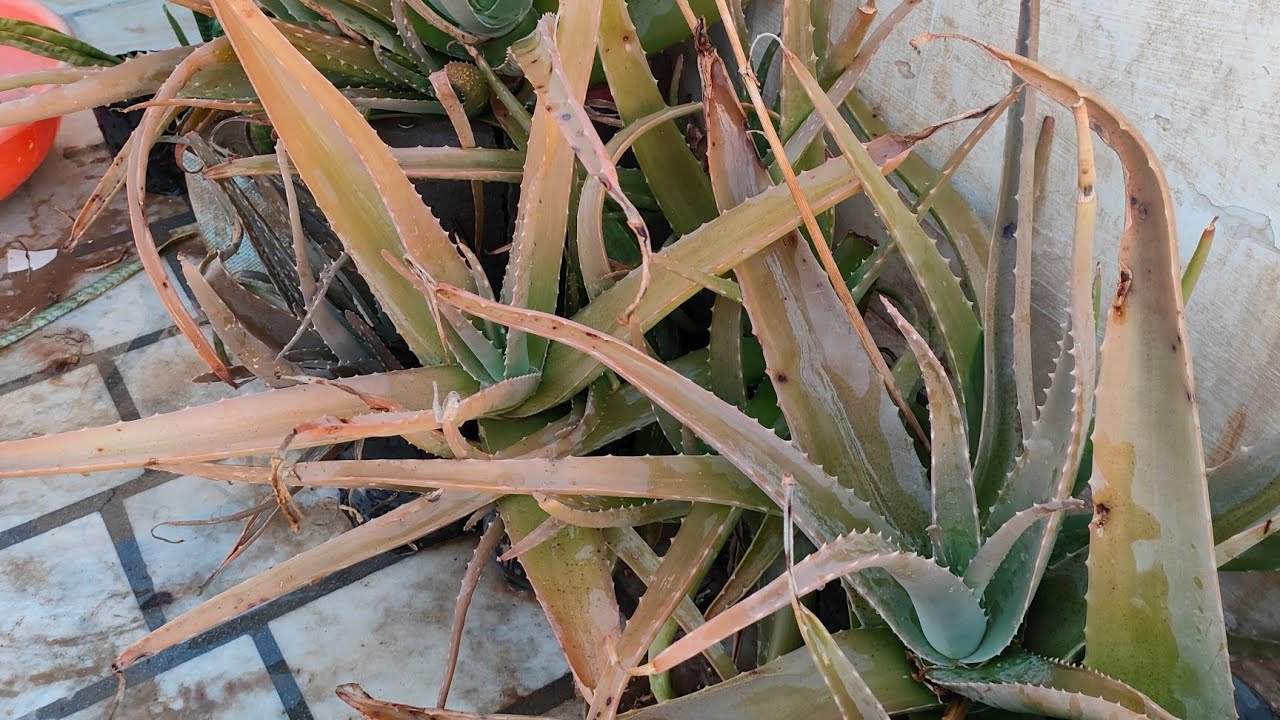 alovera plant के पत्ते सुख रहे है /How to care alovera plant in summer ...