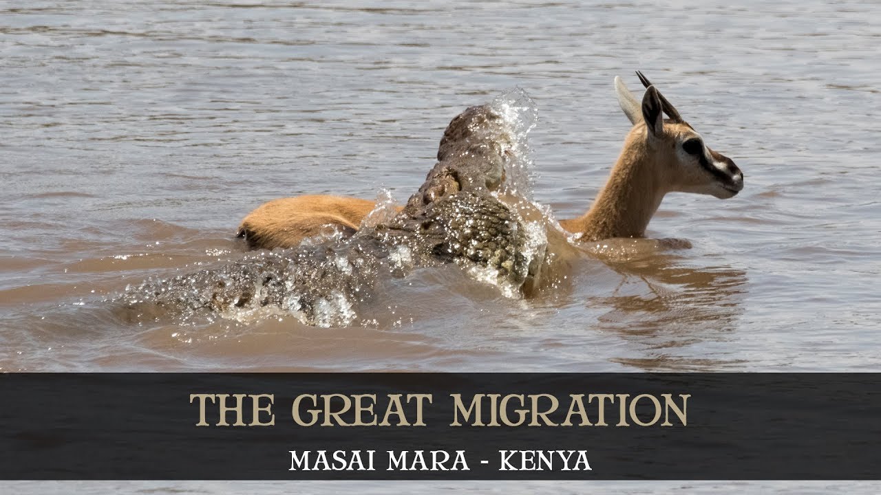 THE GREAT MIGRATION - WILDEBEEST CROSSING THE MARA RIVER - AFRICAN ...