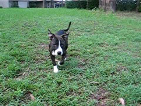 MY BRINDLE STAFFY PUP DOING BASIC TRICKS & RUNNING OFF LEASH AT THE ...