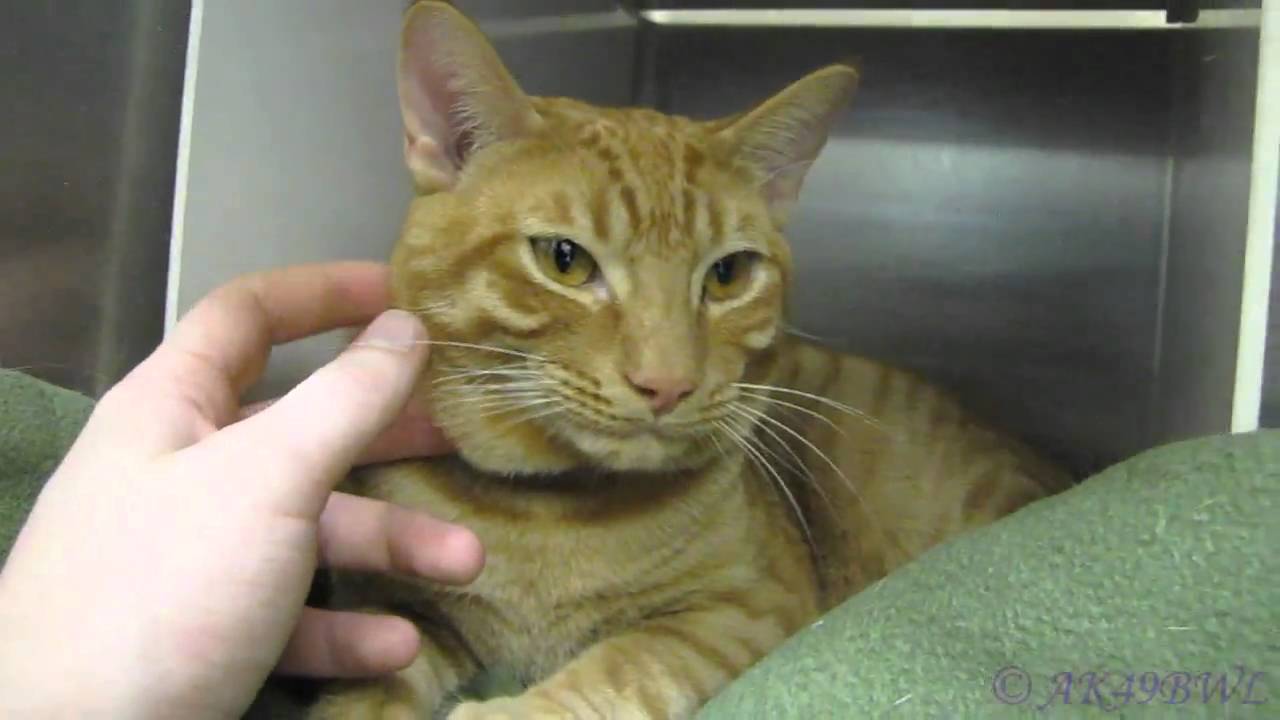 Stitch the Incredible Purr Machine - Adopted!! - YouTube