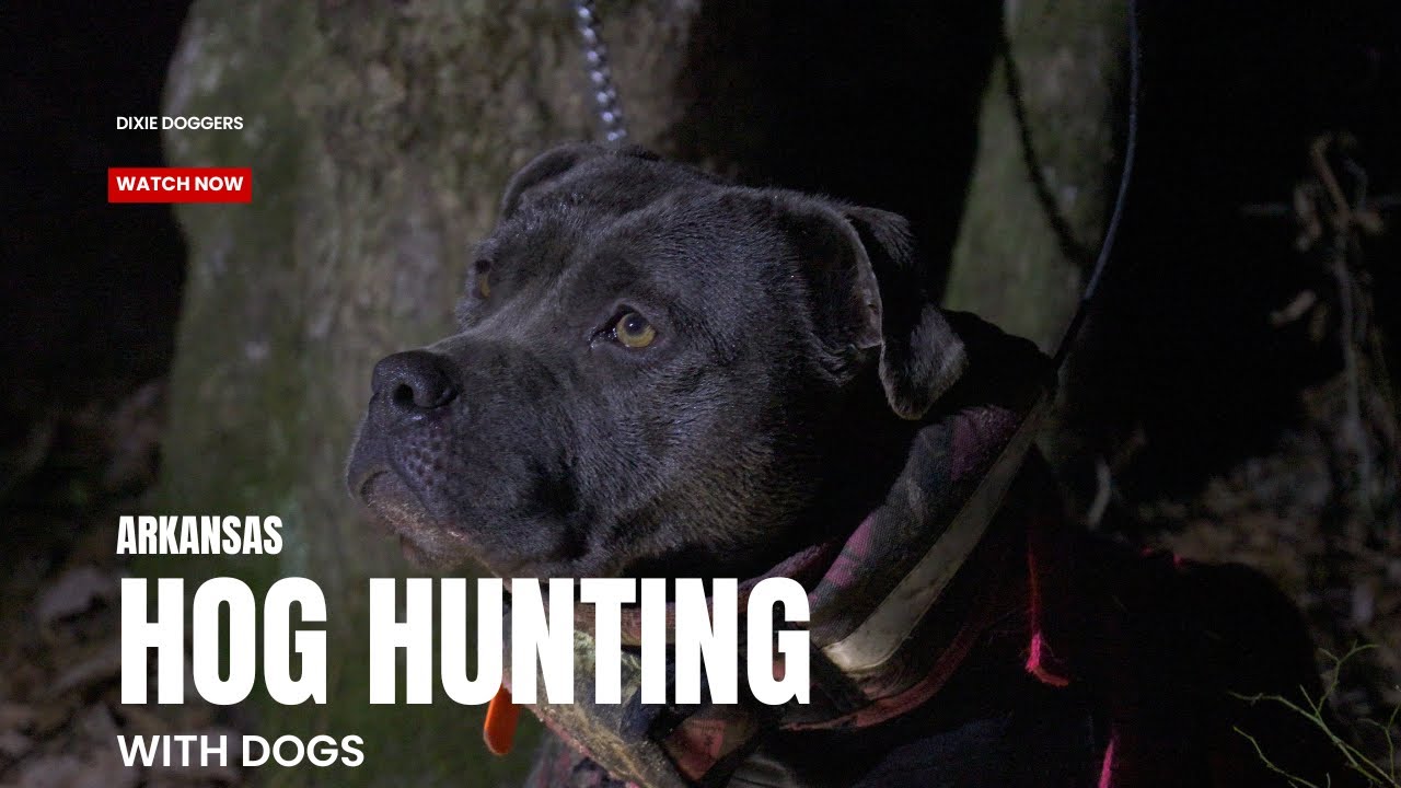 ARKANSAS HOG HUNTING WITH DOGS - YouTube