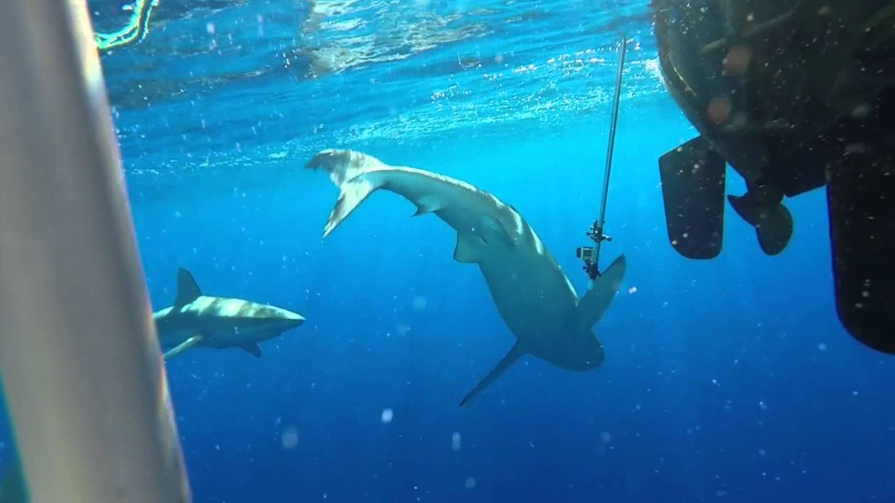 GoPro Shark Tank Hawaii - YouTube