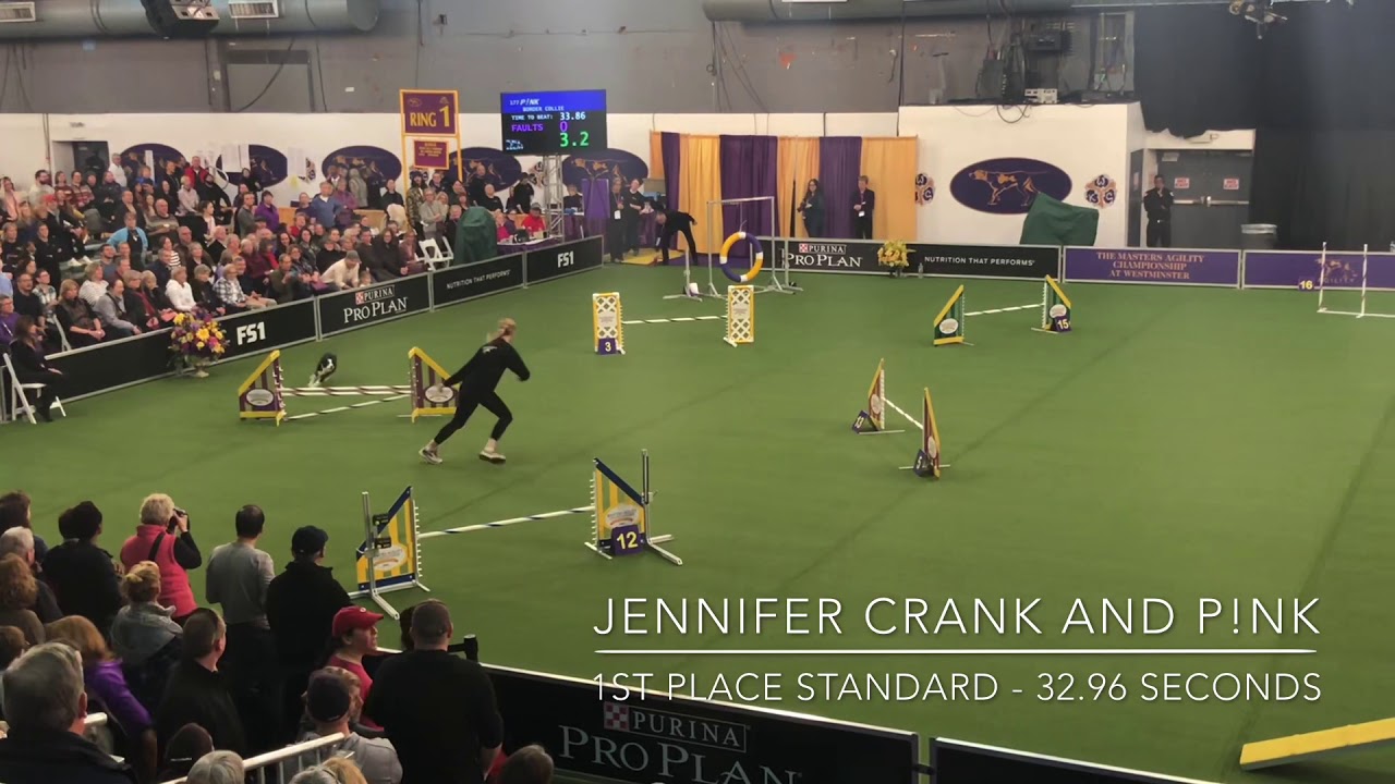 Jennifer Crank and P!nk at the 2020 Westminster Agility Prelims - YouTube