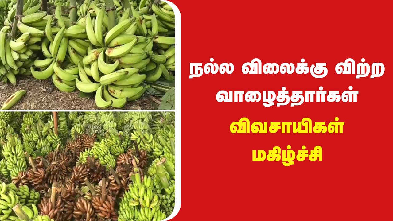 விவசாயிகள் மகிழ்ச்சி! சபரிமலை சீசன் தொடக்கத்தால் வாழைக்கு நல்ல விலை ...