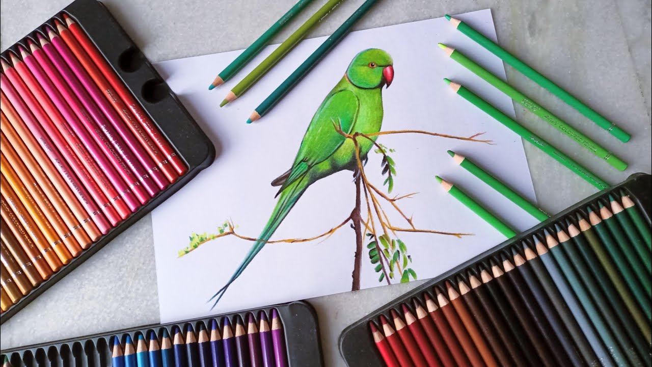 Parrot drawing with brustro coloured pencils | Indian rose ringed ...