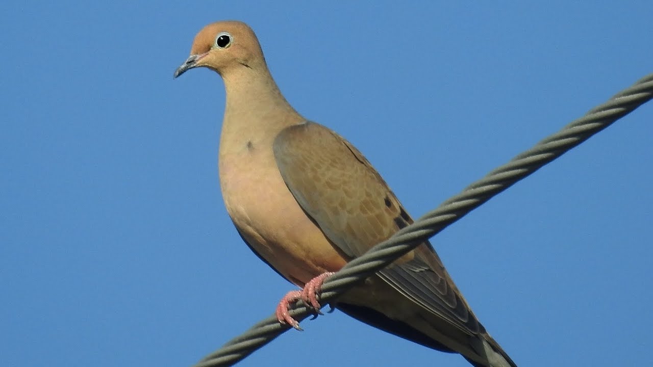 Dove calling sounds #dove #calling - YouTube