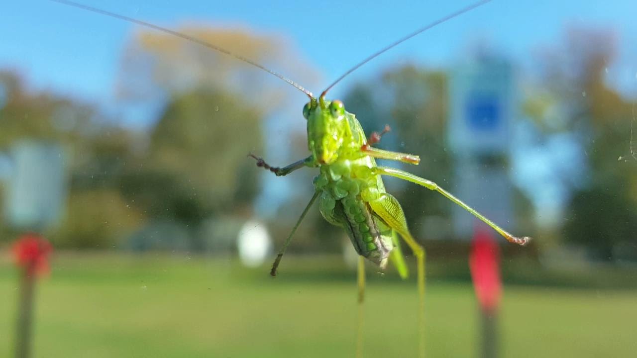Grasshopper Heart