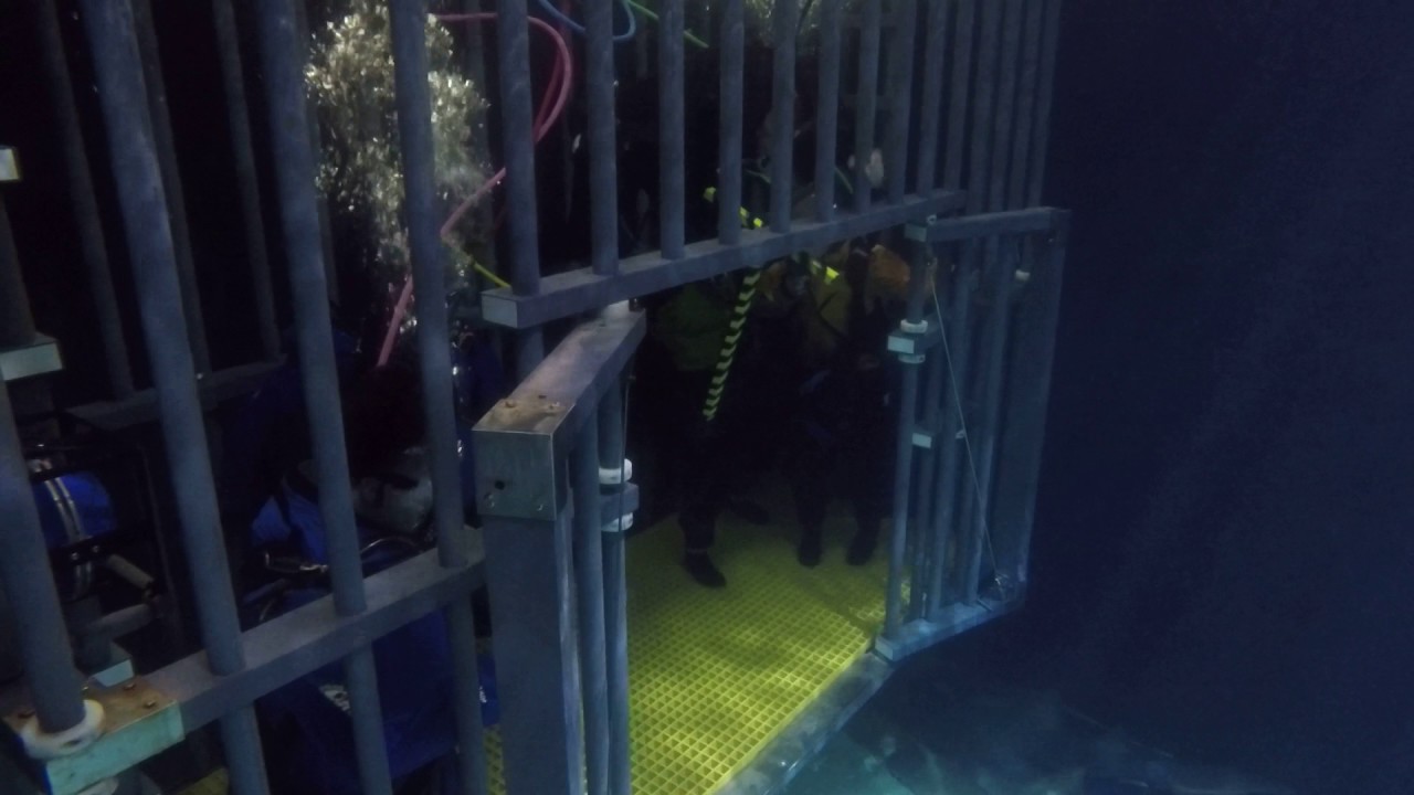 Opening the Cage Doors - YouTube