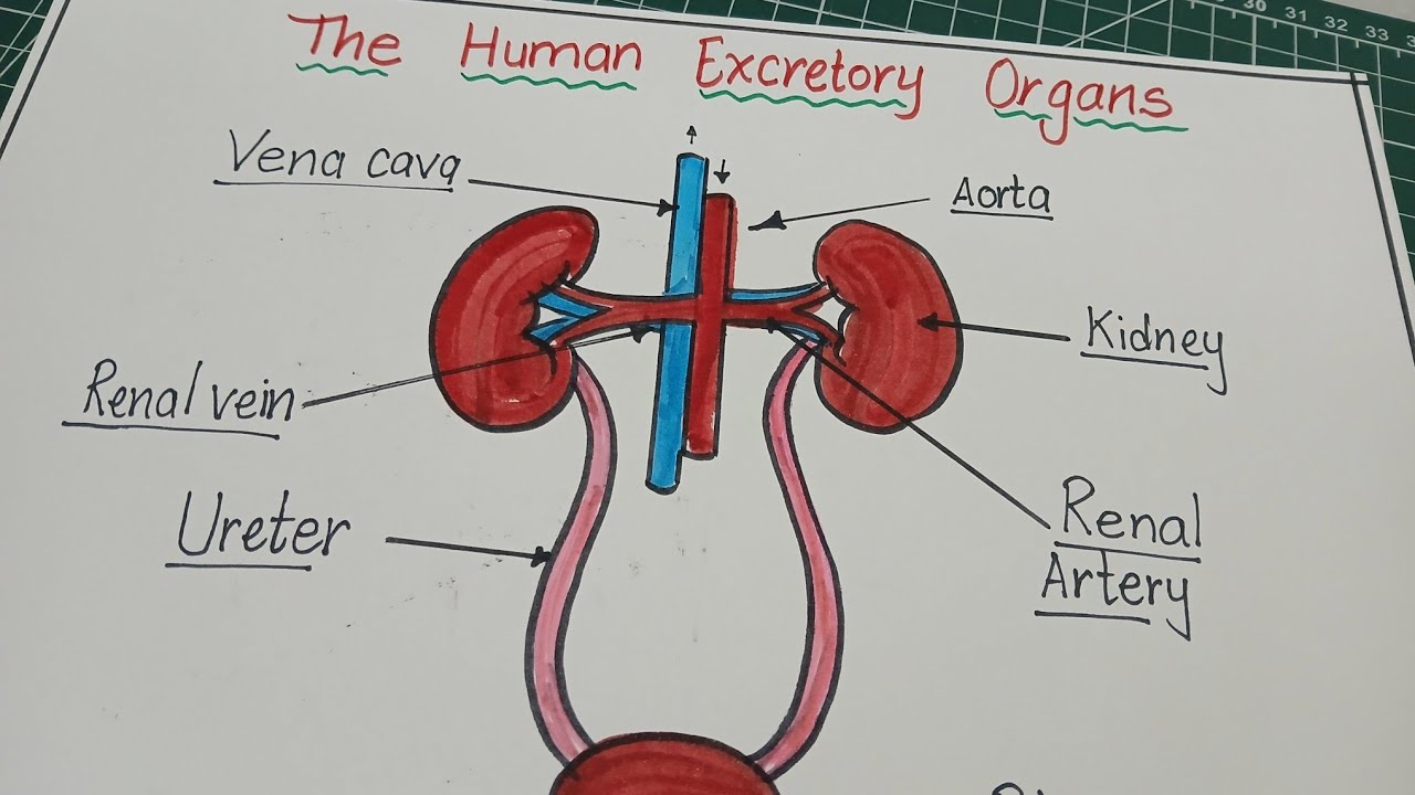How to draw human excretory organs / Human Excretory Organs drawing ...