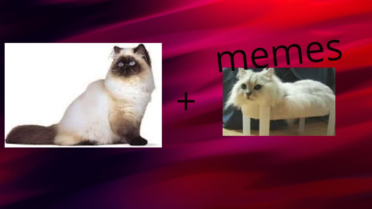 funny cat memes - YouTube