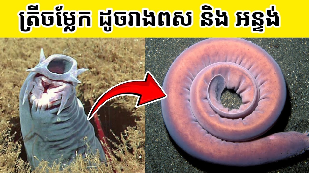Unveiling the Secrets of Hagfish: Nature's Slimiest Wonders |Svengyol ...