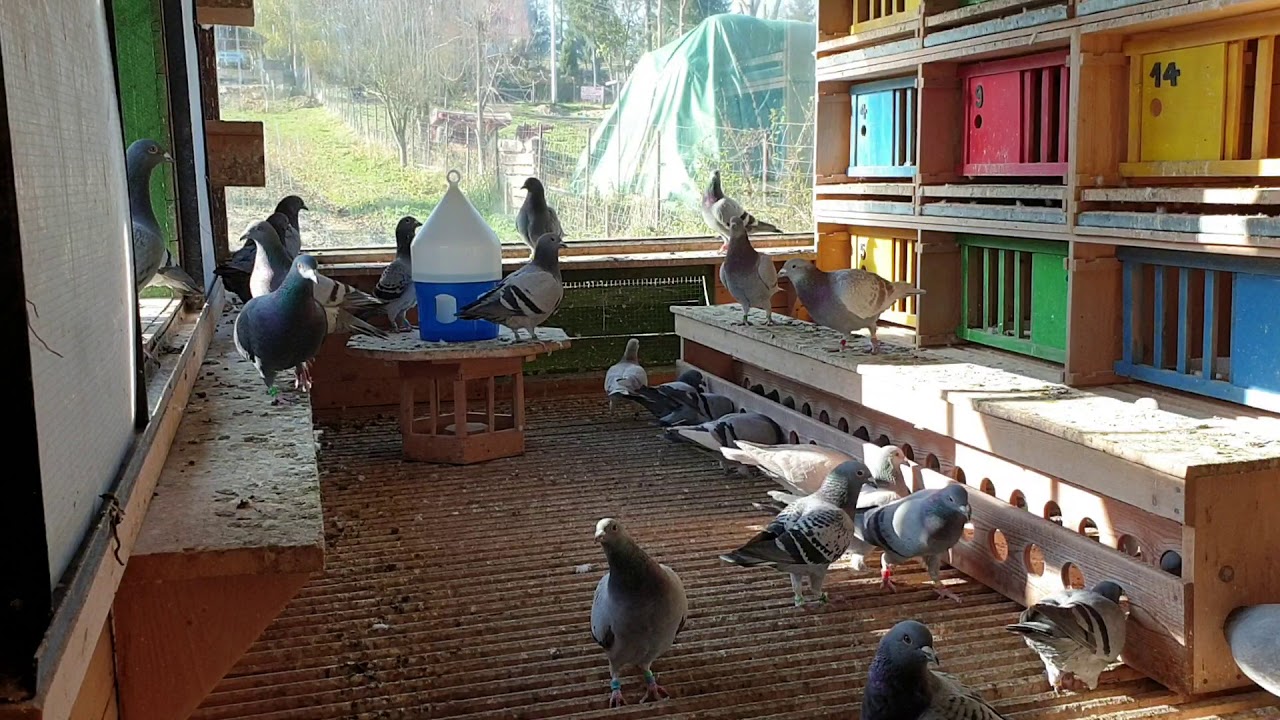 Tymczasem w gołębniku #3 PZHGP 0440 Bystrzyca Kłodzka. Moje gołębie ...