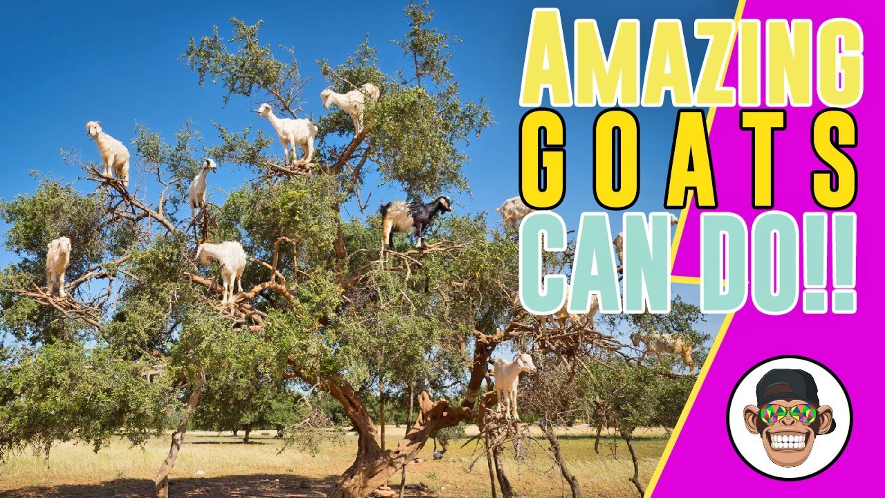 PARALYZED GOAT! You've never seen that - YouTube
