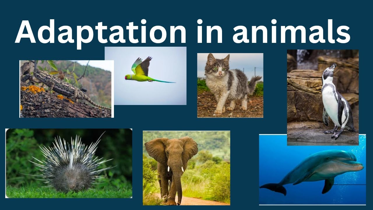 Adaptation of different animals || Its Study time || - YouTube