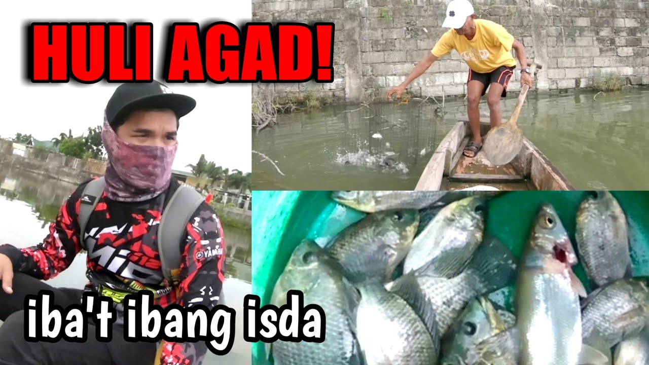 HULING ISDA GAMIT ANG SIID AT PARAAN KUNG PAANO MAGALAGA NG ALIMANGO ...