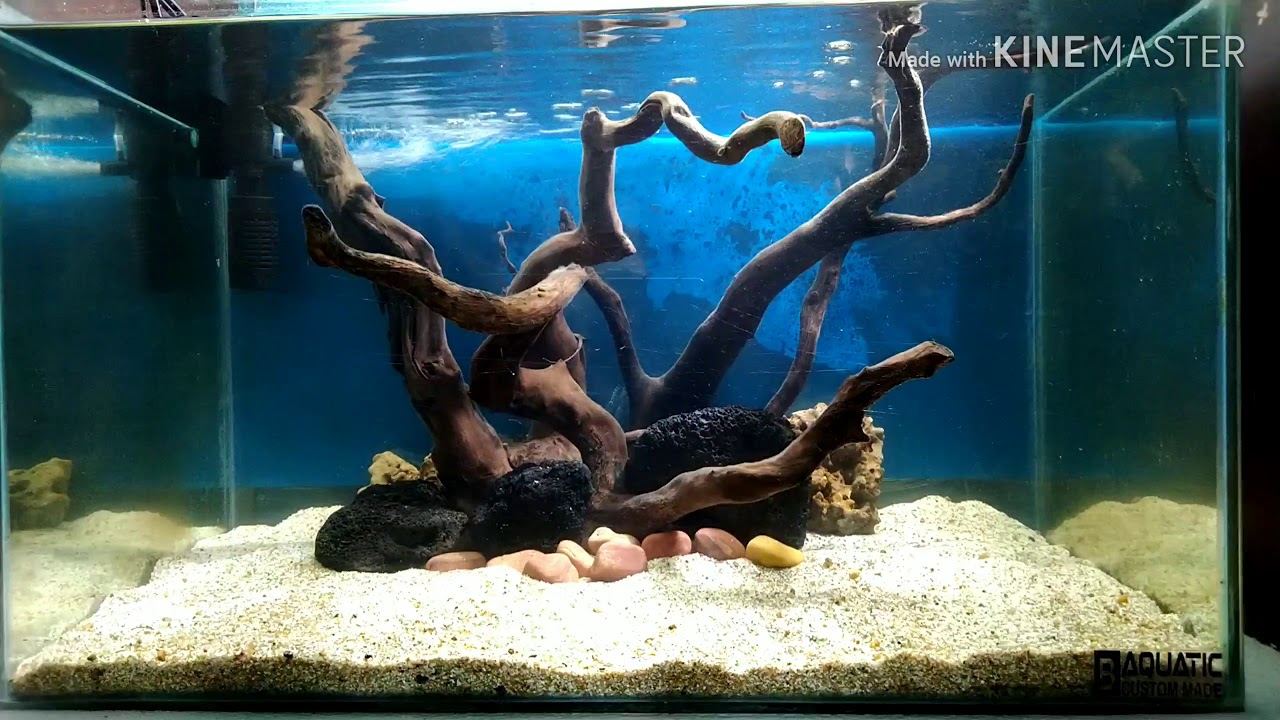 Walstad Method aquarium - YouTube