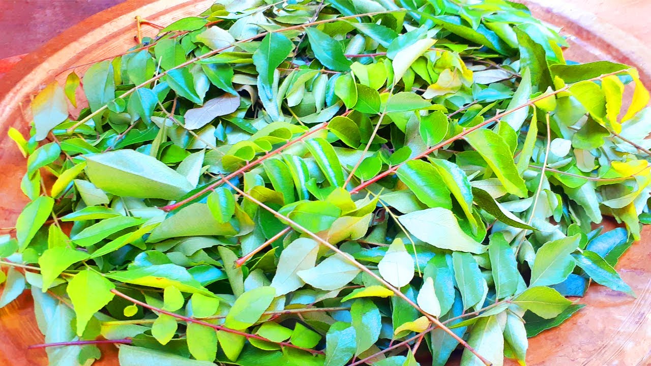 How to make Karapincha Leaves Drink | Healthy | in Village - YouTube