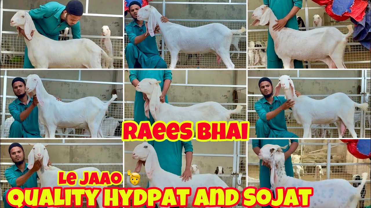 For Sale💥 Full Gulabi Sojat Hydpat Female Collection At Raees Bhai ...