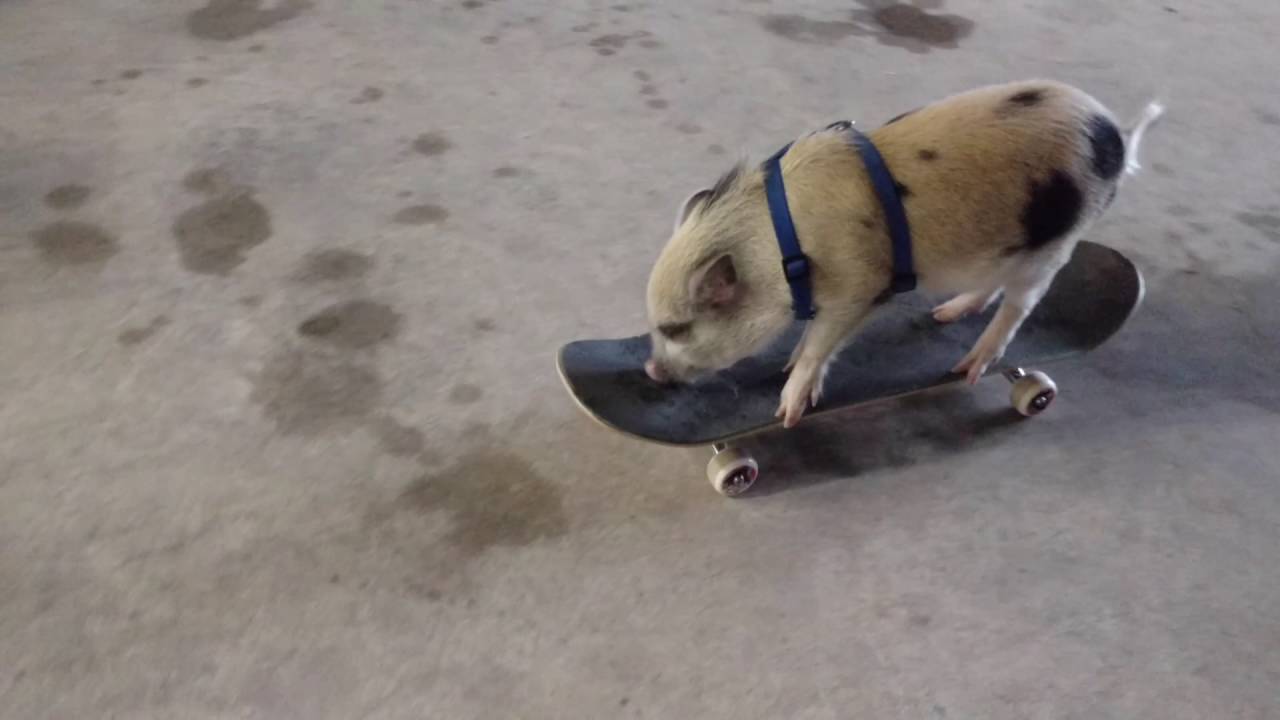 Ralph the Pig skateboarding - YouTube