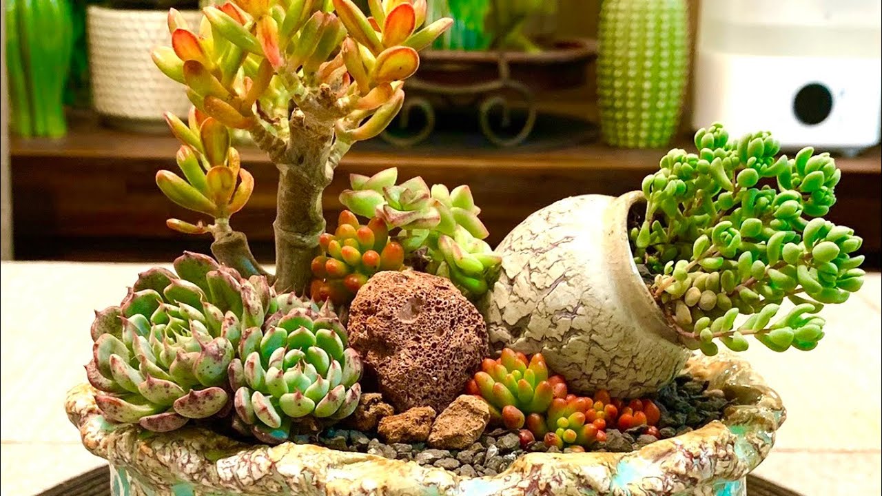 Succulent Arrangement in a beautiful Glazed textured pot. - YouTube