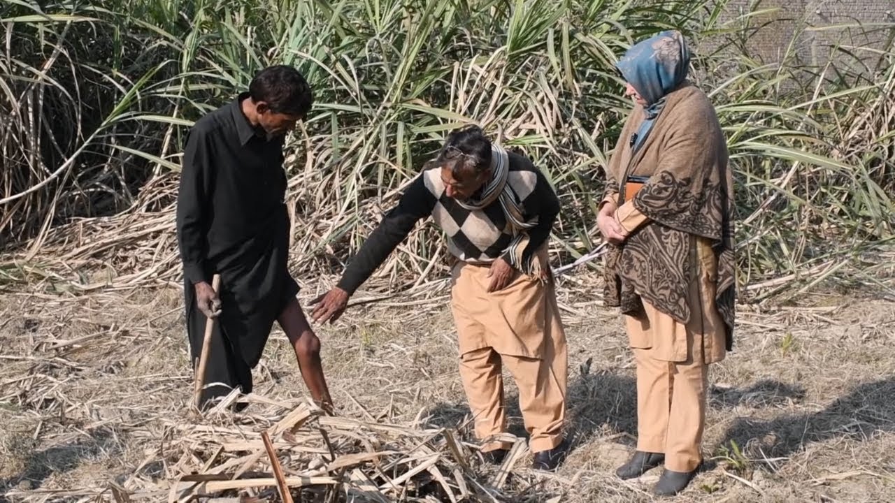 Disable farmer works in crop field for two times meal a day - YouTube