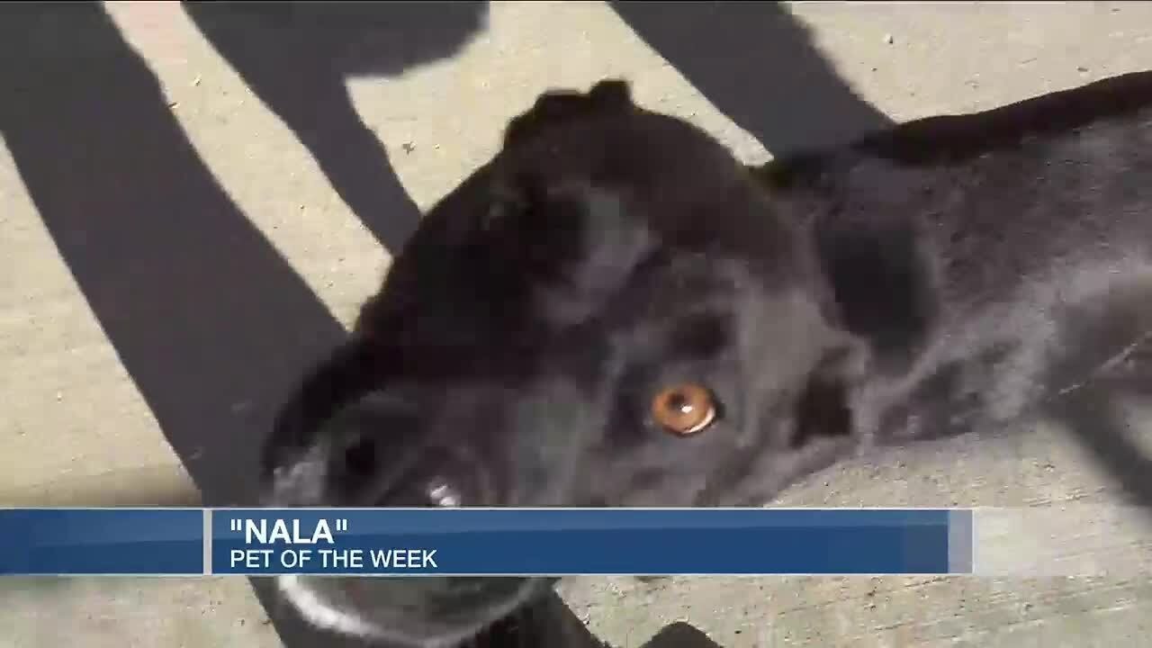 Pet of the Week: Meet Nala! - YouTube