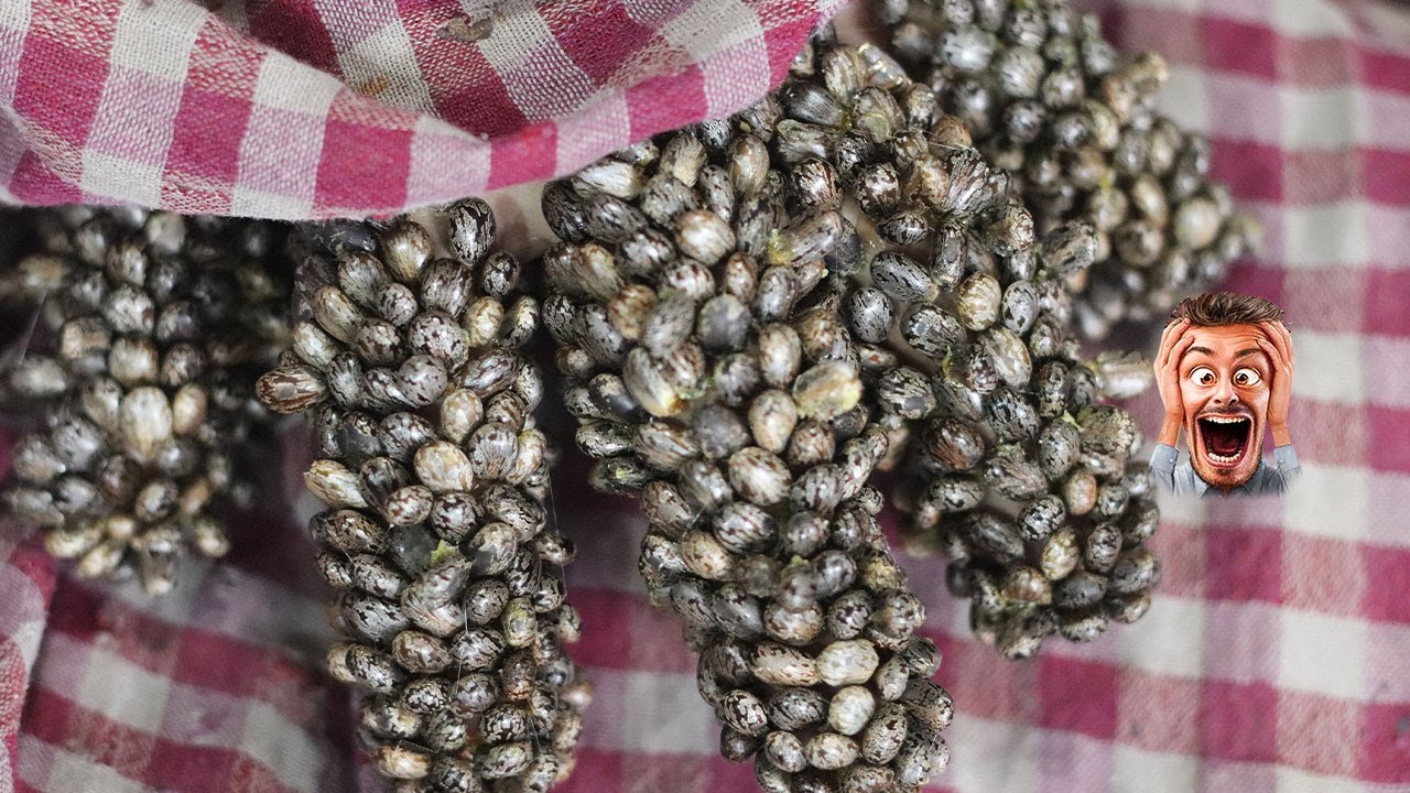 Remove ticks with green seeds - YouTube