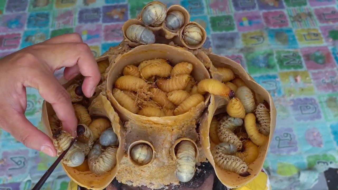 Amazing Beautiful Girl Satisfying Maggot Worms In Biggest Hole By ...