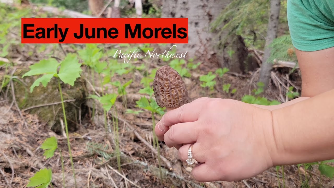 Finding Morels | Morel Foraging in the Pacific Northwest | Mus de nceb ...