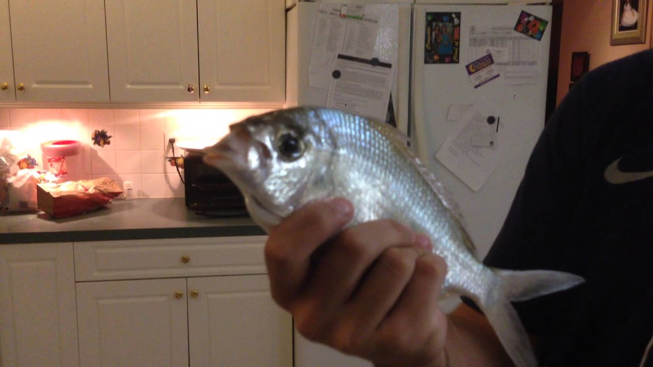Talking fish!!!! - YouTube