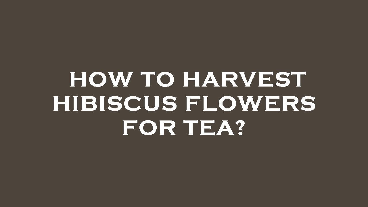 How To Harvest Hibiscus Flowers For Tea YouTube How To Harvest Hibiscus Flowers For Tea YouTube