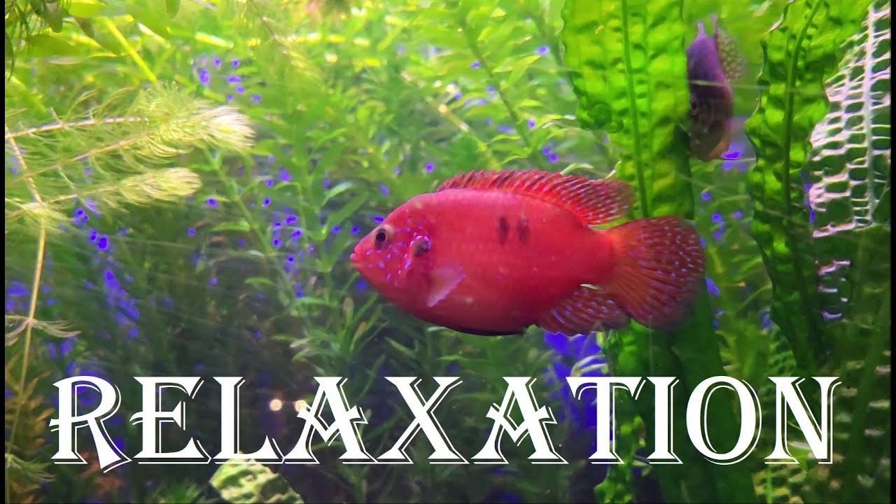 Relaxation. Aquarium with Beautiful Red Fish. - YouTube