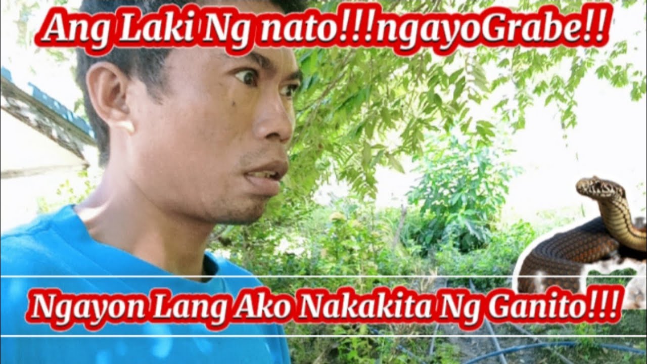 Grabe Ang Laki Ng Ahas Na to!!!Ngayon Lang Ako Nakakita Ng Ganito Ka ...