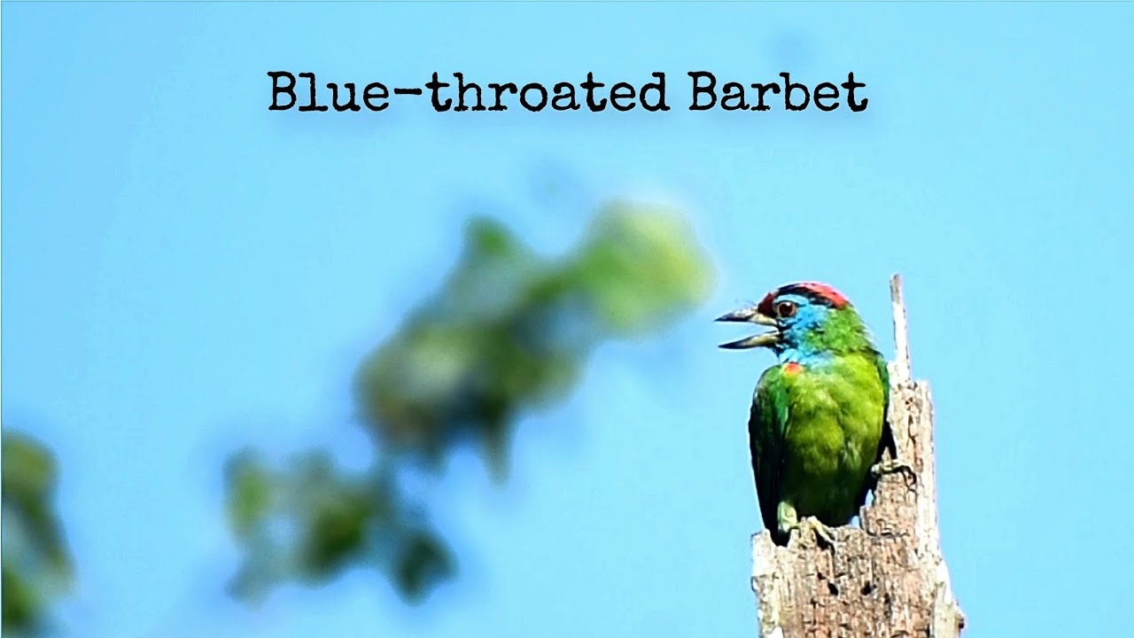 Blue-throated Barbet- birds chipping||Relaxing nature|Bird sound|India ...