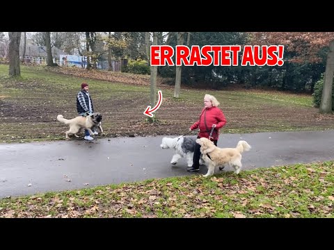 Wie hält man einen Kangal? Ist Hund halten HARAM? uvm...