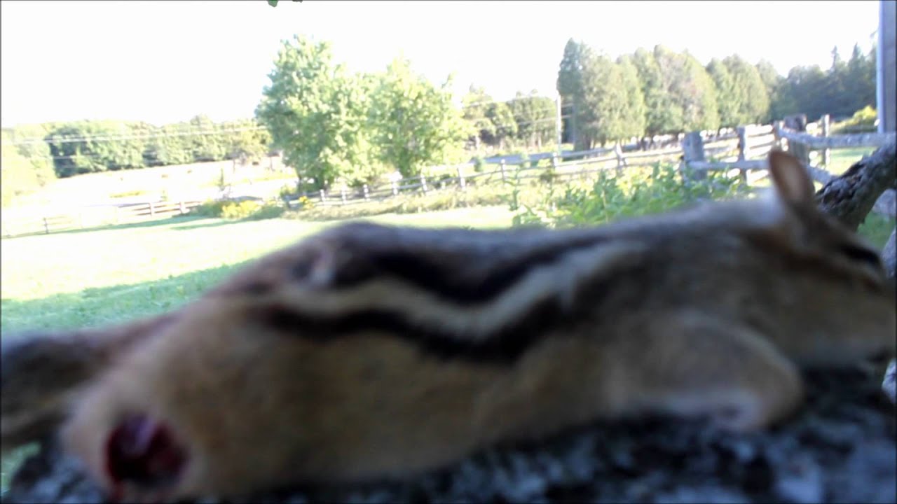 chipmunk hunting with .22 airgun - YouTube
