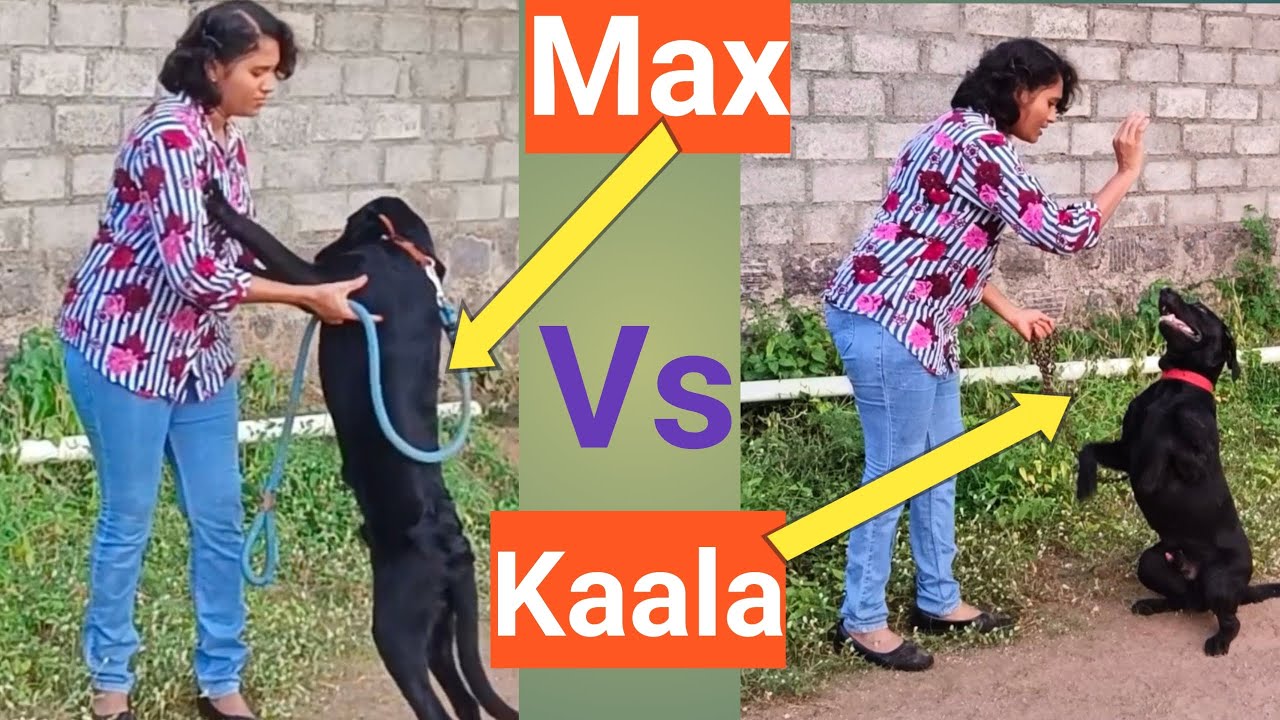 Untrained Dog Vs Trained Dog || How to control Hyper Active dogs || # ...