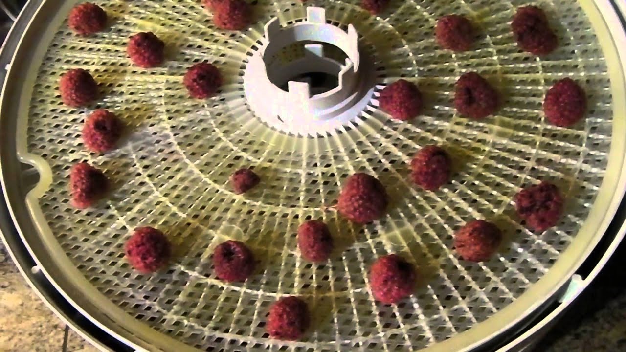 Update on Dehydrating Raspberries - YouTube
