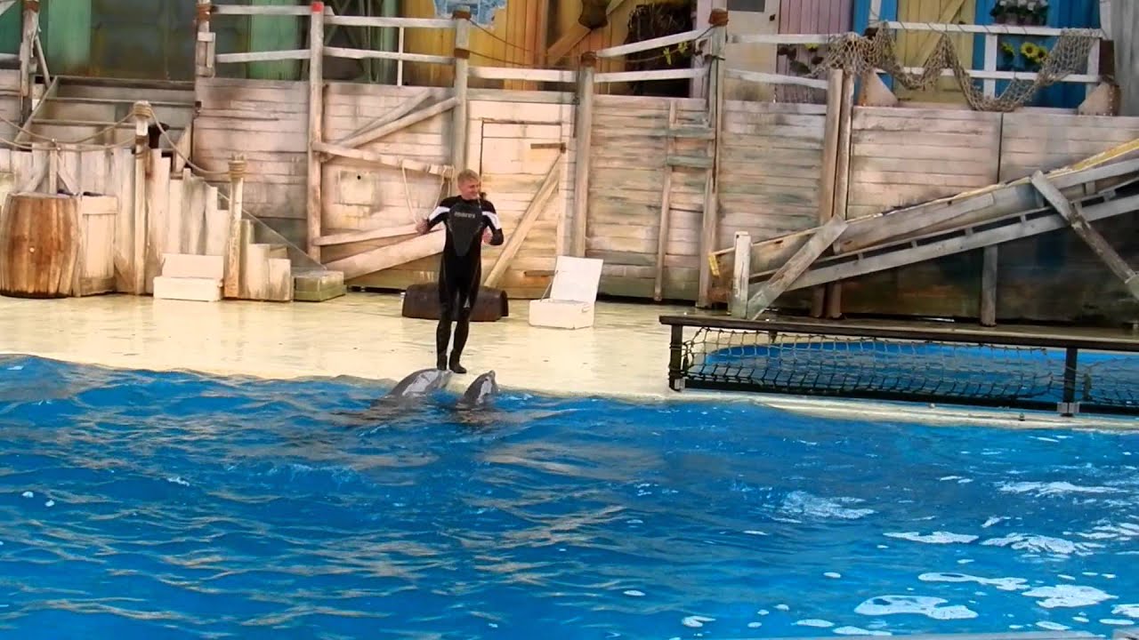 Dolphin Show at Boudewijn Sea Park, Brugge - YouTube