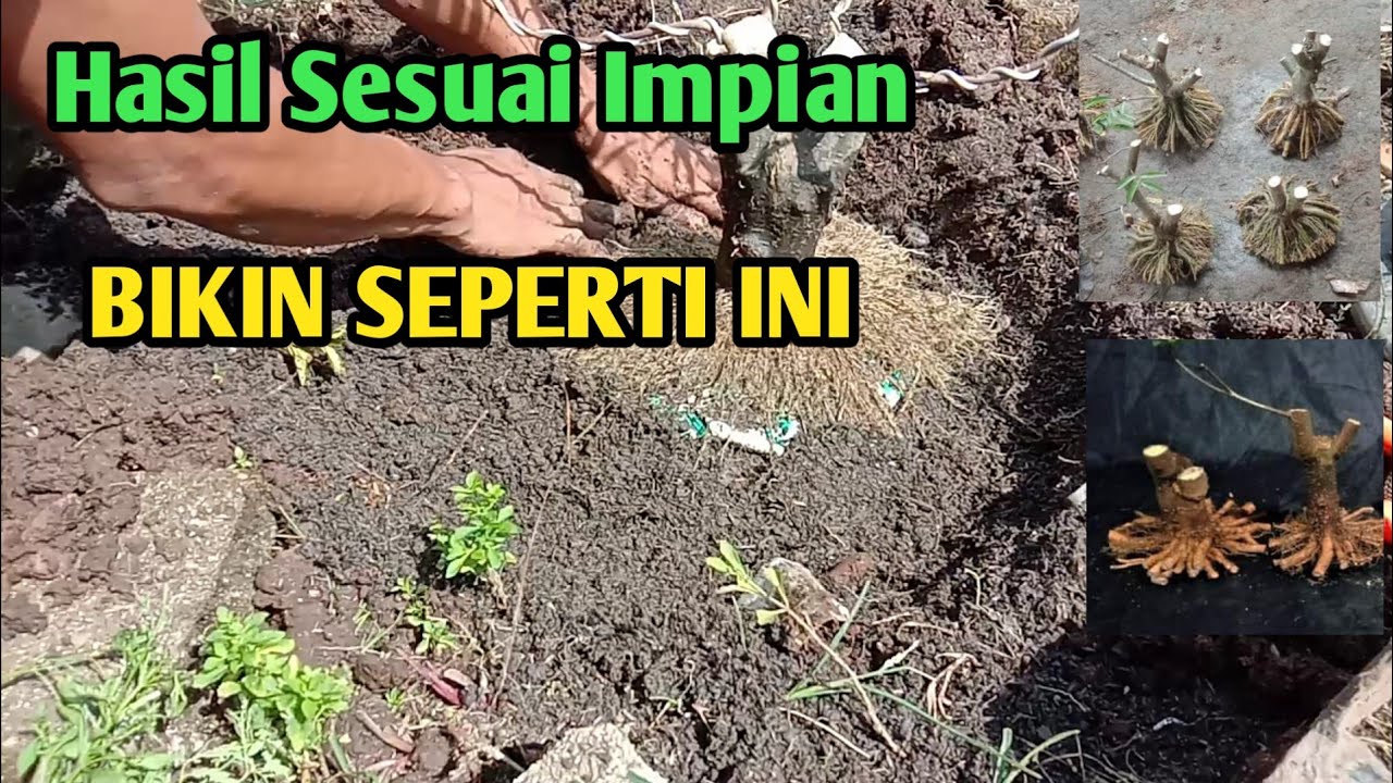 Program Perakaran Anting Putri - YouTube